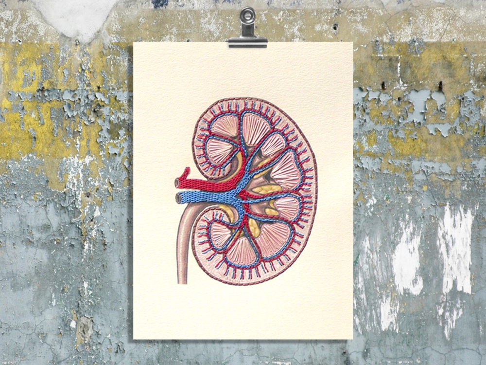 Kidney Anatomy. Paper Embroidery by Fabulous Cat Papers | FabulousCatPapers
